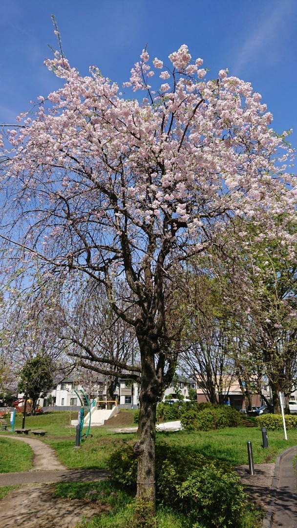 これで花粉症がなければいいのだが！春の息吹き！: 半歩前へ